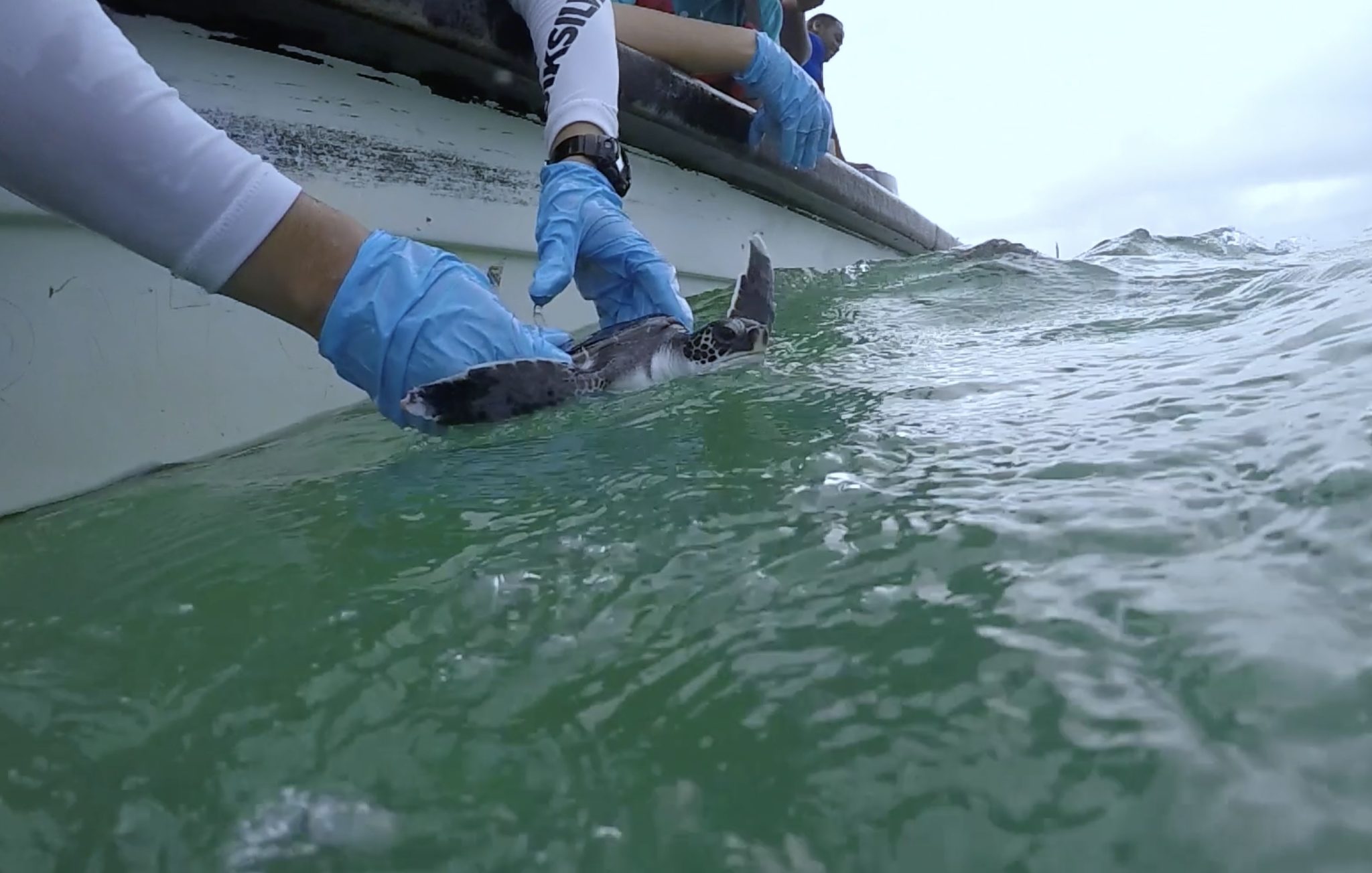 Turtle release | AOS - Video and Photography in Ontario